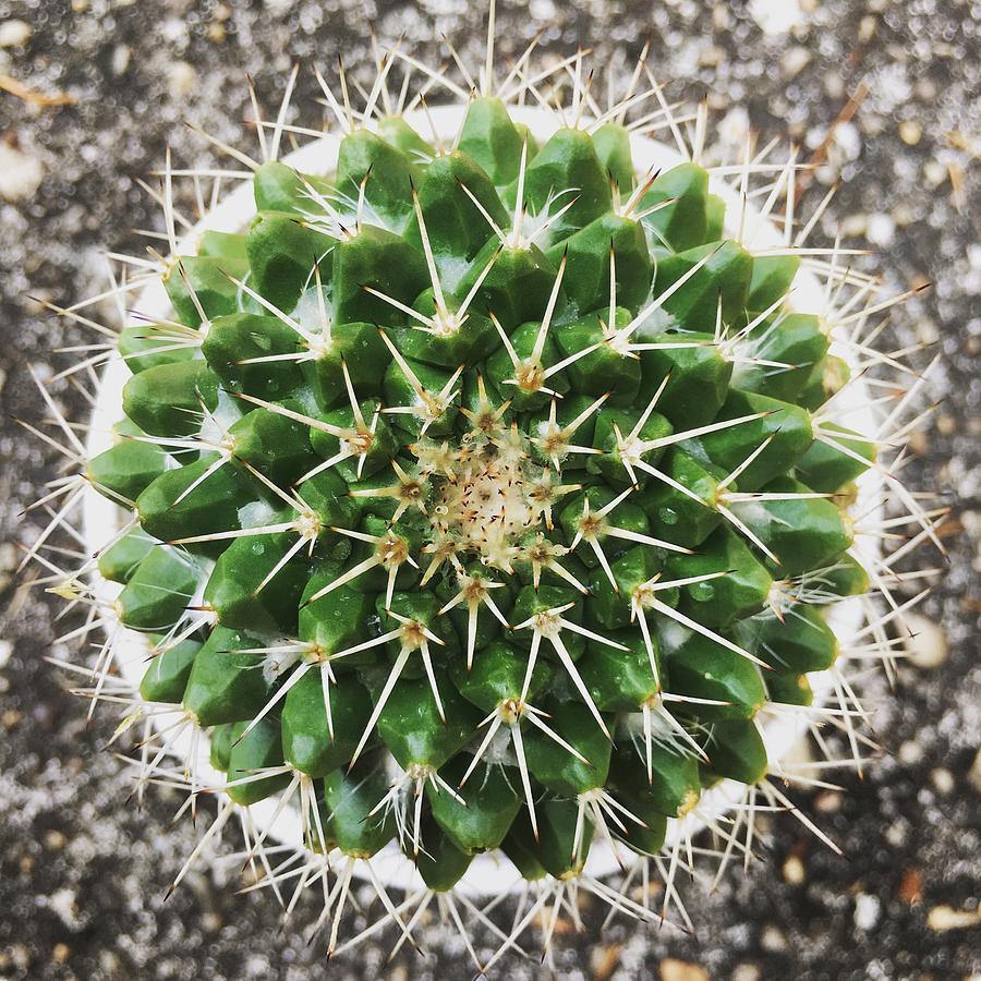 Silver Arrows Photograph by Michele Levenson - Fine Art America