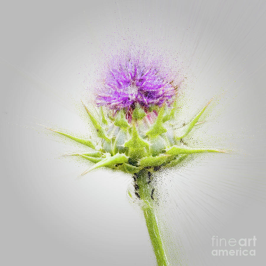Silybum eburneum Milk Thistle Photograph by Humourous Quotes - Fine Art ...