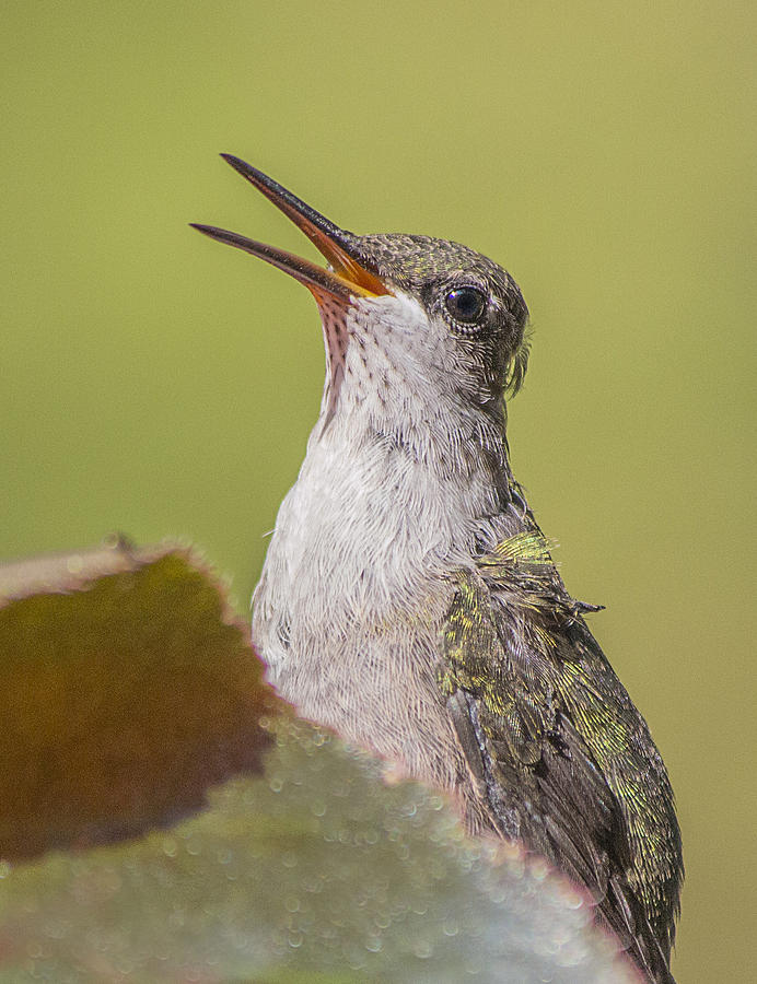 Singing Hummer Photograph by Sue Matsunaga - Fine Art America