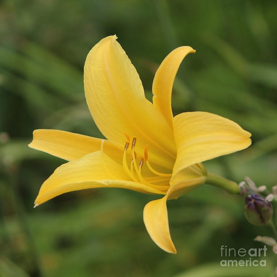 Single Flower Photograph by Jonathan Melilli - Pixels