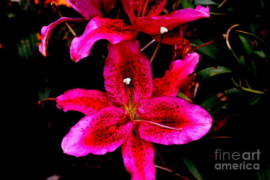 Single Red Lilly Photograph by John Kenealy - Fine Art America