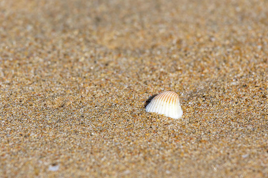 single shell on the Thiruvalluvar Nagar Beach, Chennai Photograph by ...