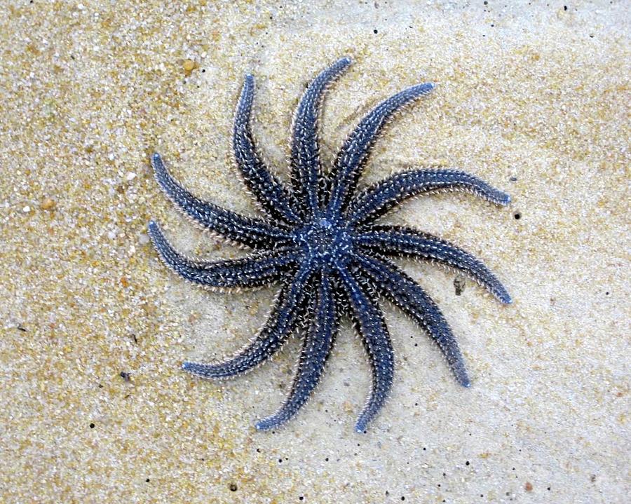 Single Star Photograph by Nicki Clark - Pixels