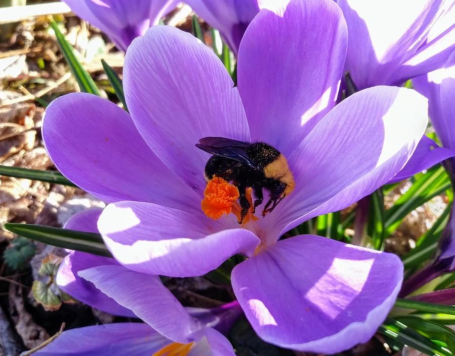 Sleeping Bumblebee Photograph by Darrell MacIver - Fine Art America