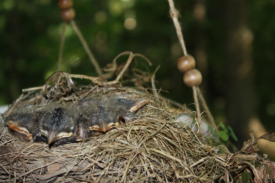 Sleeping Robins Photograph by Amanda McKenney - Fine Art America