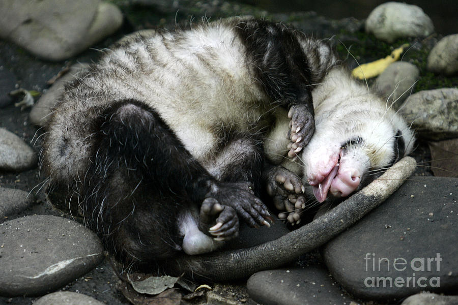Sleeping Sloth Photograph by Mopics - Fine Art America