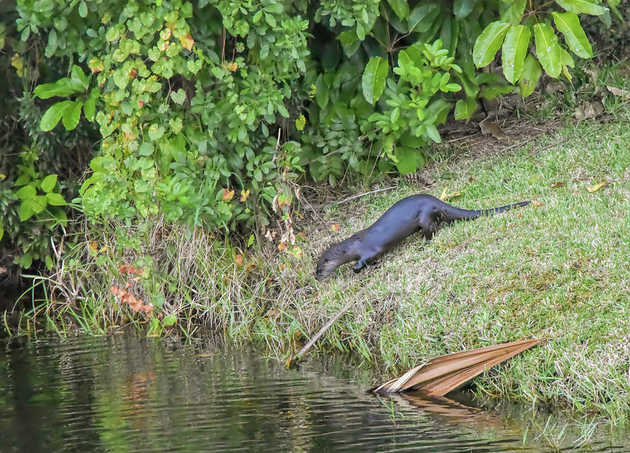 Slinking Otter Photograph by William Tasker - Fine Art America