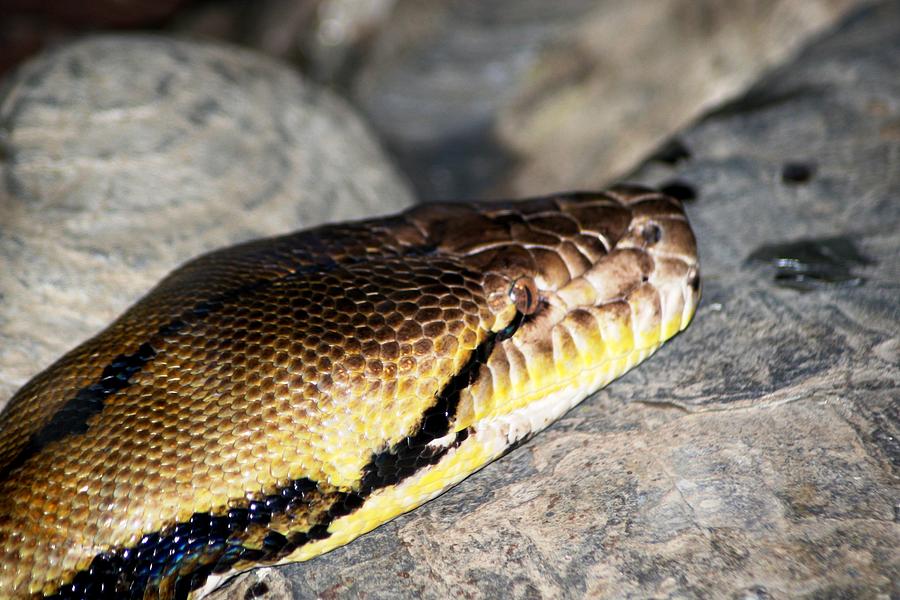 Snake Head Photograph by Y C - Pixels
