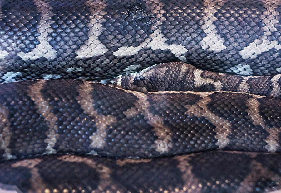 Snake Pattern Photograph by Jodie Nash - Fine Art America