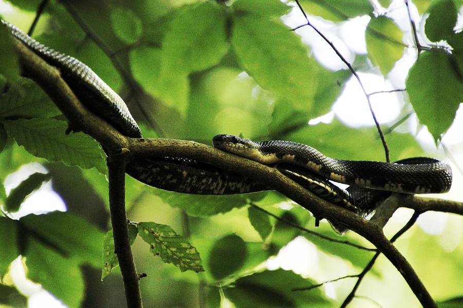 Snake Wrapped up in Tree Photograph by Hunter Kotlinski - Fine Art America