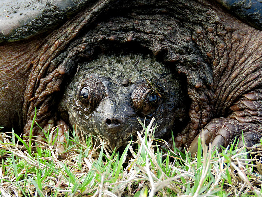 Snapping Turtle 11 Photograph by J M Farris Photography - Fine Art America