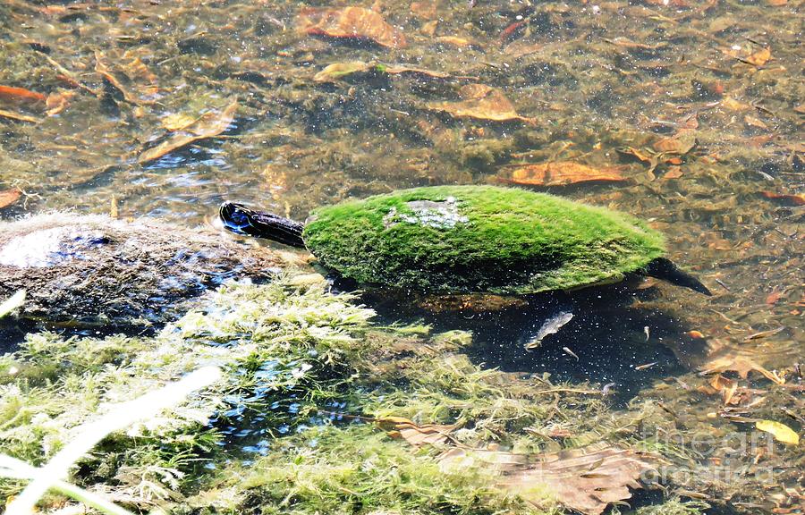 Snapping Turtle Photograph by Beth Williams - Pixels