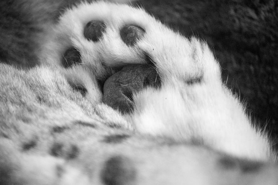 Snow Leopard Paws Photograph by Kelly Paal