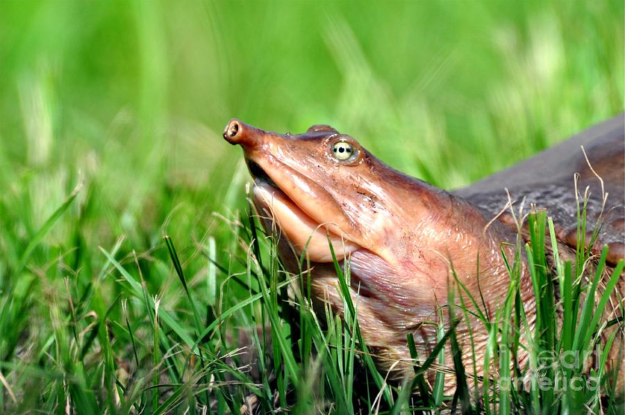 Soft shell Turtle Photograph by Davids Digits - Fine Art America