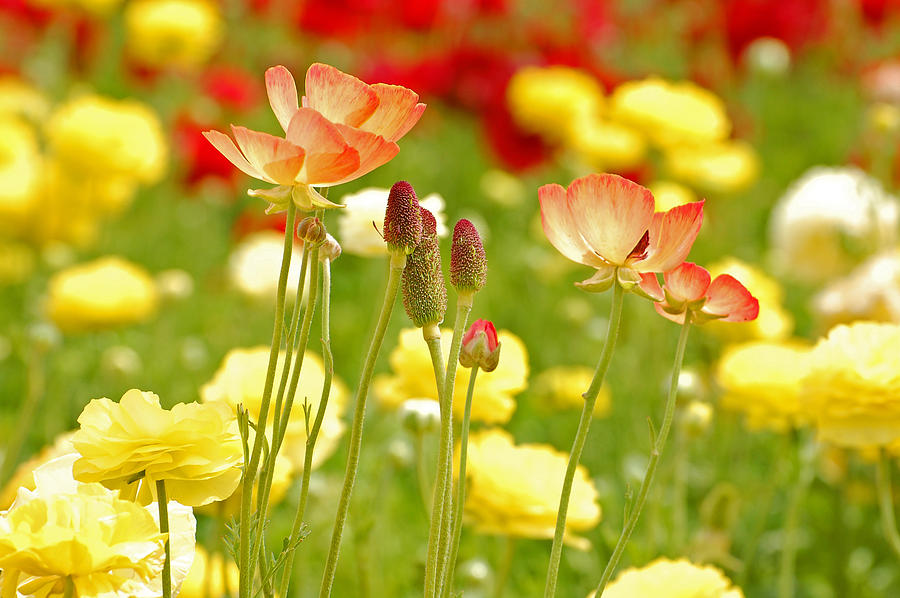 Soft Spring Photograph by Jean Booth - Fine Art America