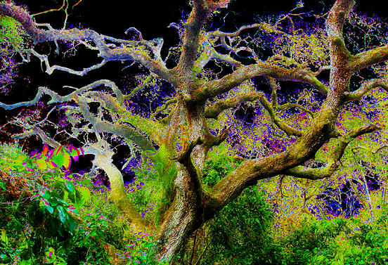 Solarized Tree Photograph by Heidi Berkovitz | Fine Art America