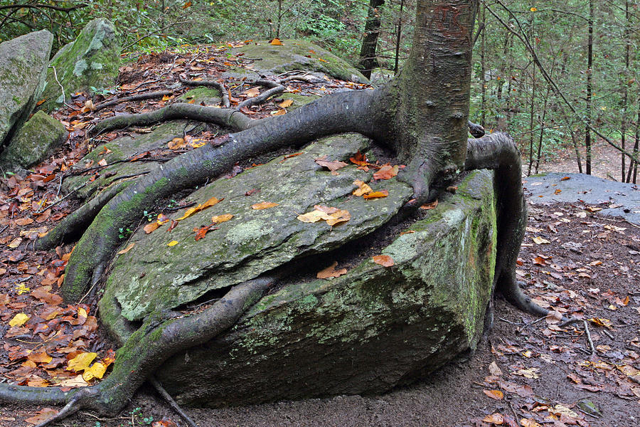 Solid Foundation Photograph by Walt Reece - Fine Art America