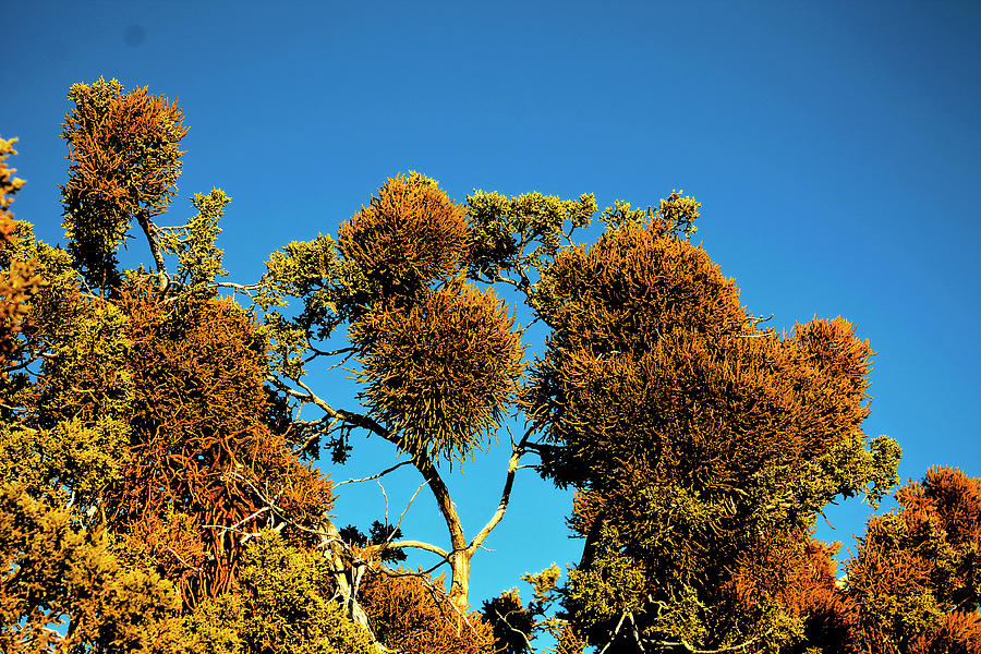 Space Below Photograph by Melon Kali - Fine Art America