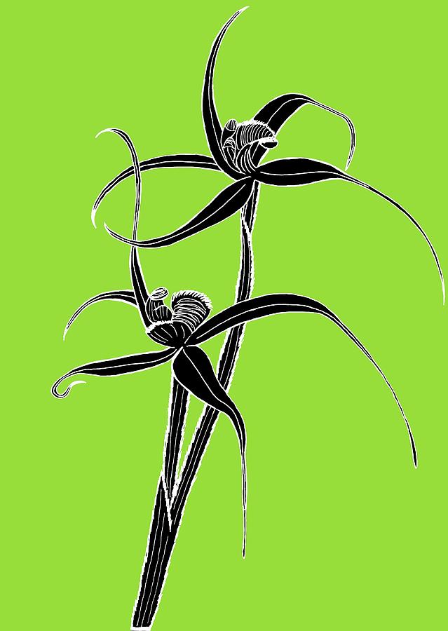 Spider Orchid Drawing By William Ivinson