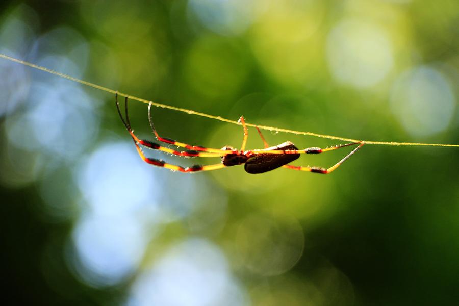 Spider Photograph by Lola Ruby McCoy - Fine Art America