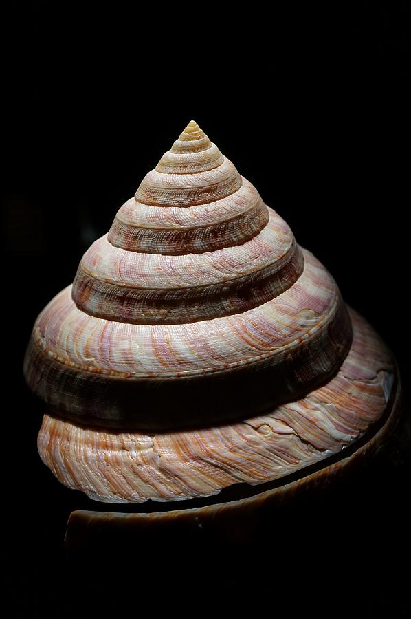 Split Shell Photograph by Jill Friedman - Pixels