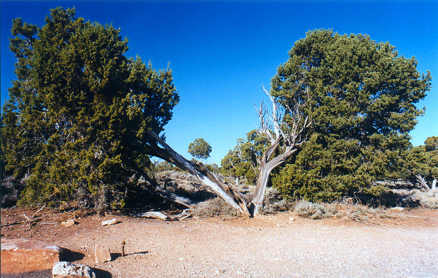 Split Tree at Grand Canyon Photograph by Ginger Lee | Pixels