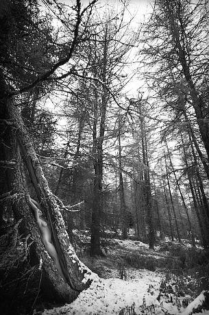 Split Tree Photograph by Dave Hunt - Fine Art America