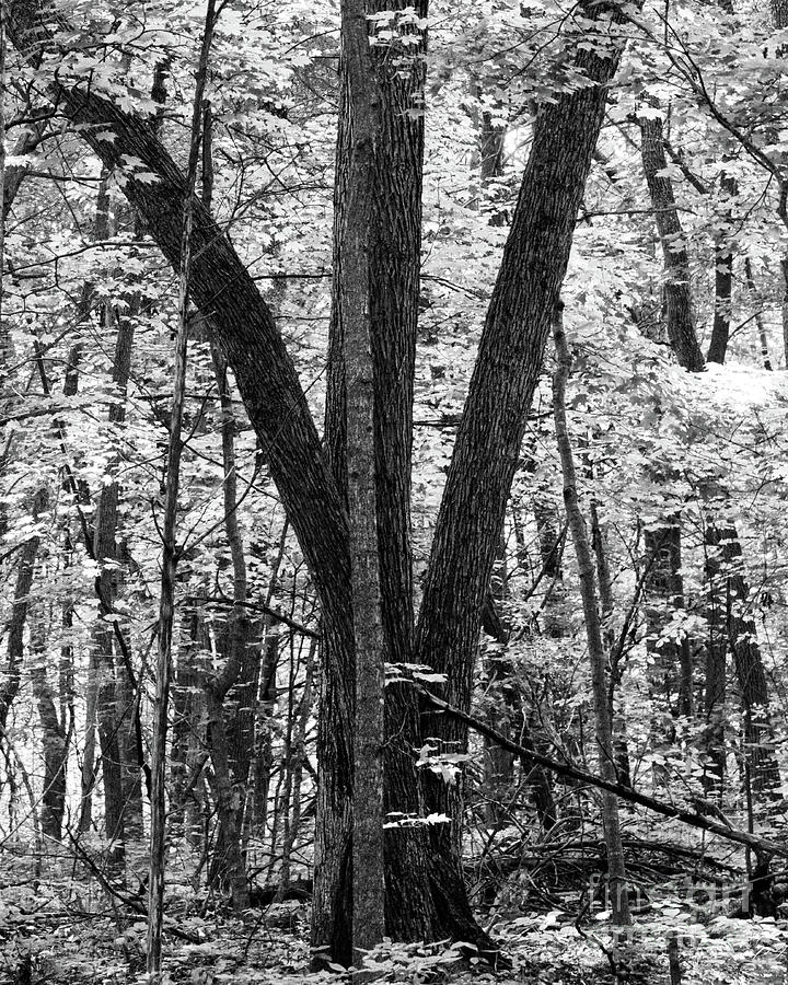 Split Tree Photograph by Stanton Tubb - Fine Art America