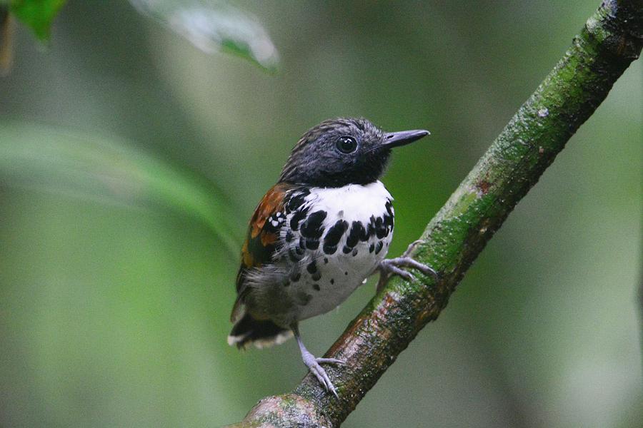 Spotted Antbird Panama Photograph by Michael Dyer - Pixels