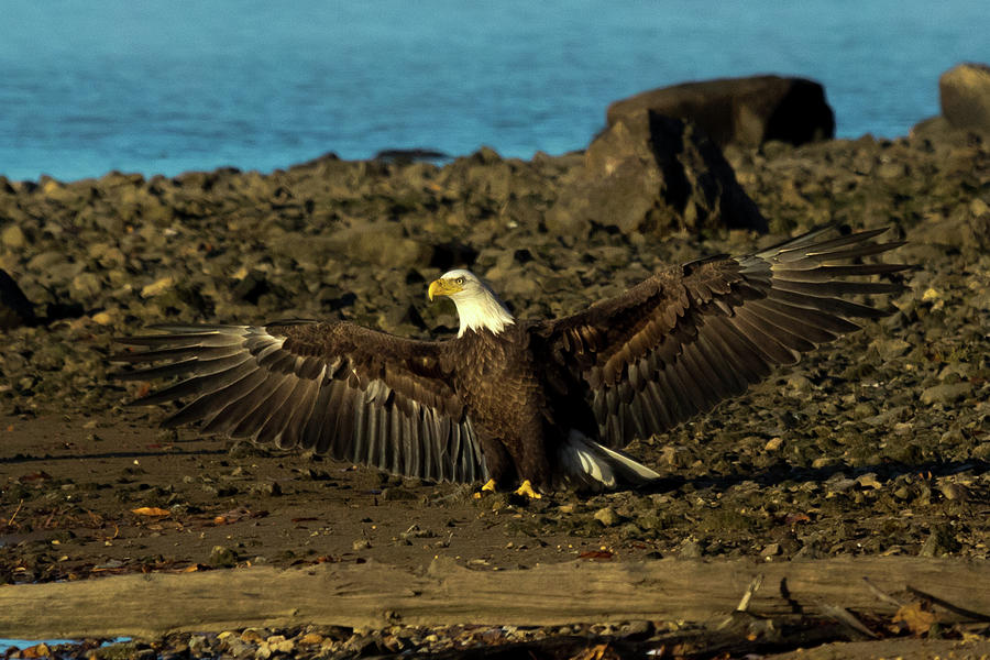 Spread Eagle Photograph by Roxy Sheckells - Pixels