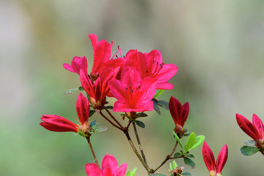 Spring Azaleas Photograph by Steve Samples - Fine Art America