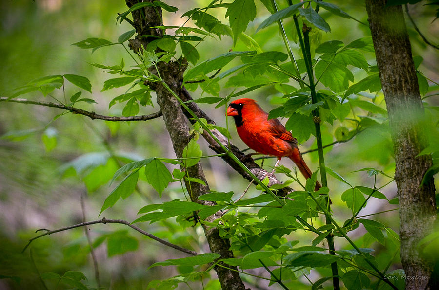 Spring Cardinal Photograph by Gary Mosman - Fine Art America