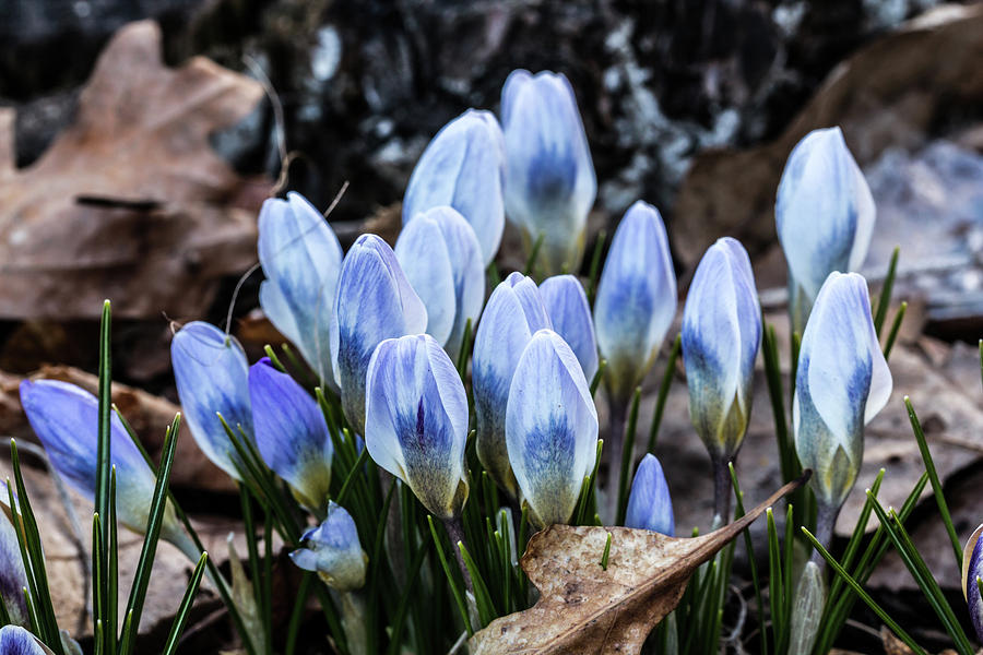 Spring Crocus 1 Photograph by Robert Alsop | Fine Art America