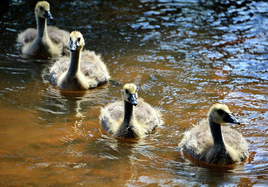 Spring Ducks Photograph by David Lee Thompson - Fine Art America