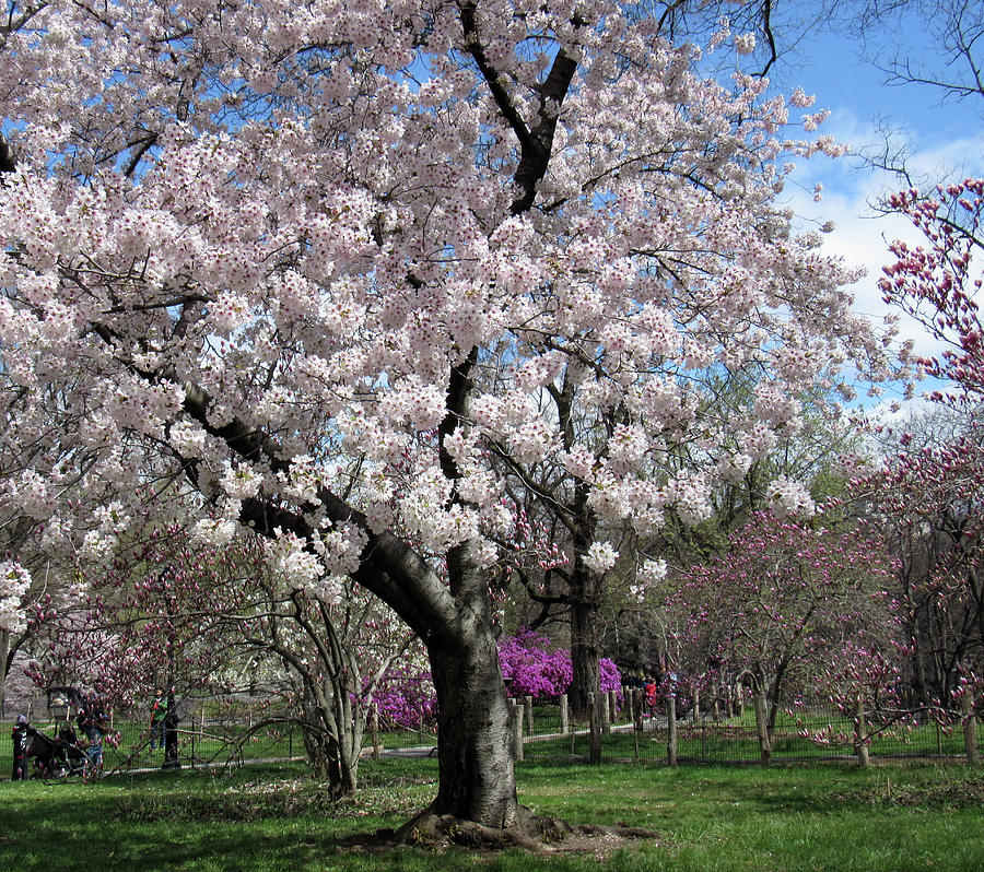 Spring in Central Park Photograph by Inge Van Balkom - Fine Art America