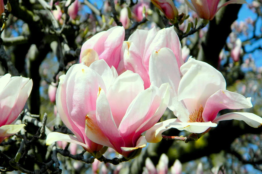 Spring-ing Forth Photograph by Arlane Crump - Pixels