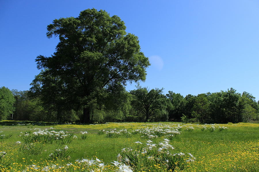 Spring Meadow Photograph by Dead Cypress Photography - Fine Art America