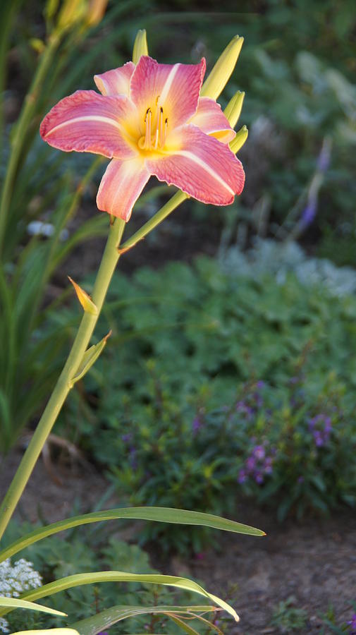 Spring Pink Photograph by Yvette Medina - Fine Art America