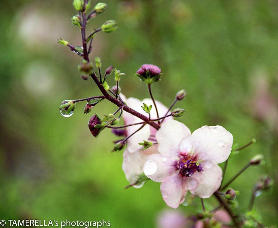 Spring Rain Photograph by Tammy Nonni - Fine Art America