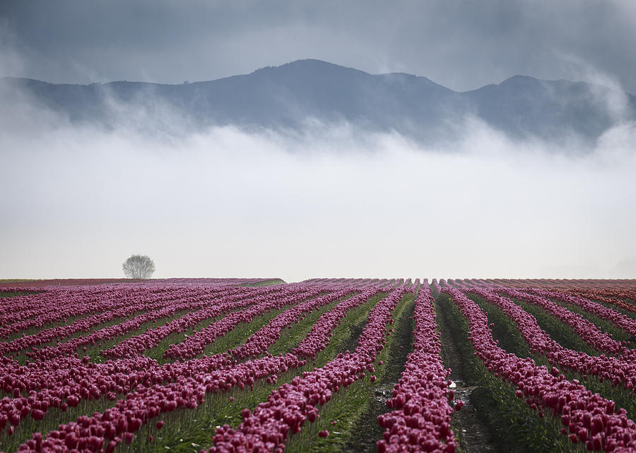 Spring Rising Photograph by Eric Ewing | Pixels