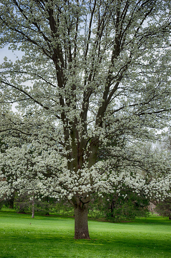 Spring Series #26 Photograph by John Diebolt - Fine Art America