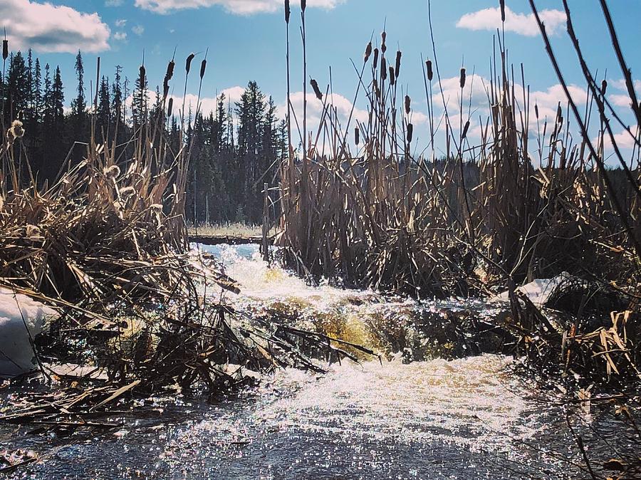 Spring Thaw Photograph by Mary Sword - Pixels