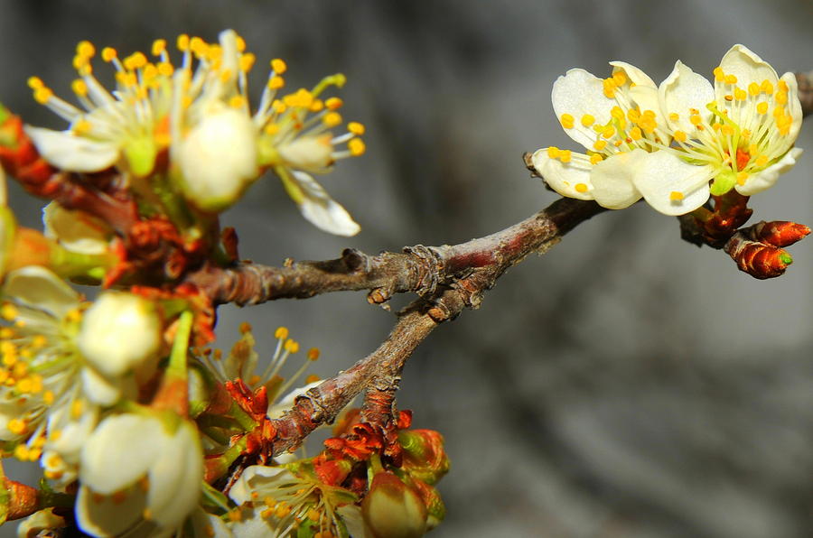 Spring Tree Bloom Photograph by Patrick Short - Fine Art America