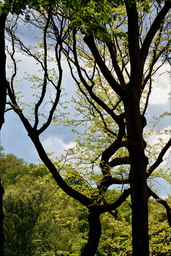 Spring Trees and Clouds Photograph by Robert Ullmann | Fine Art America