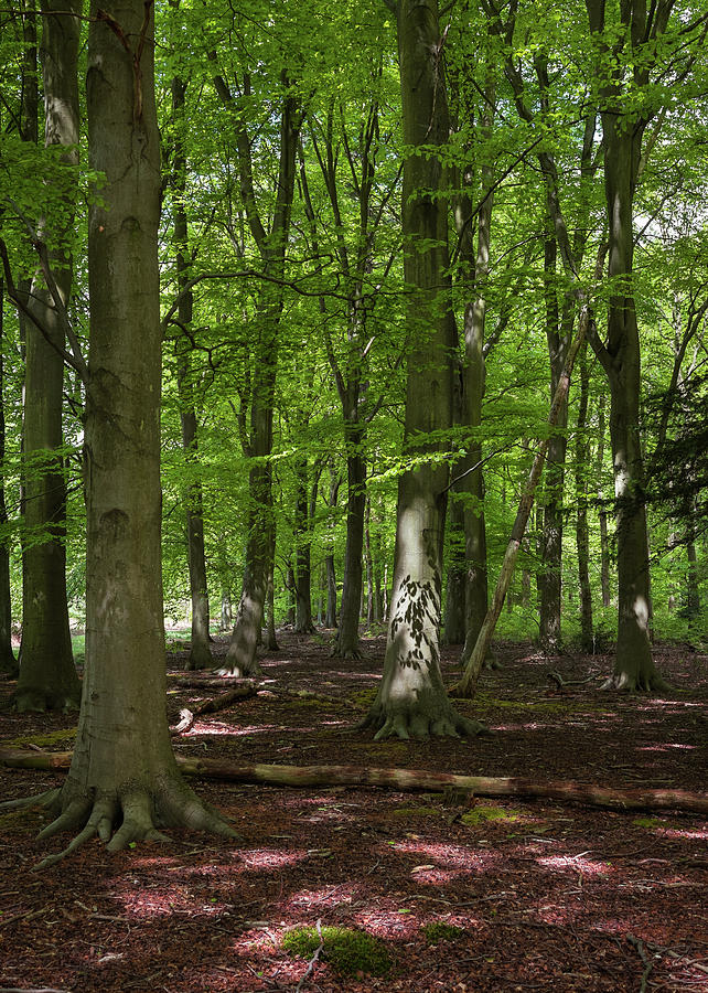 Spring Trees I Photograph by Chris Dale - Fine Art America