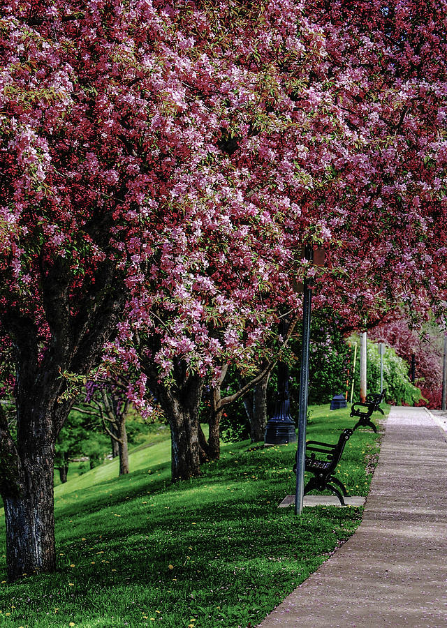Spring Walk Photograph by Robert Coffey - Fine Art America