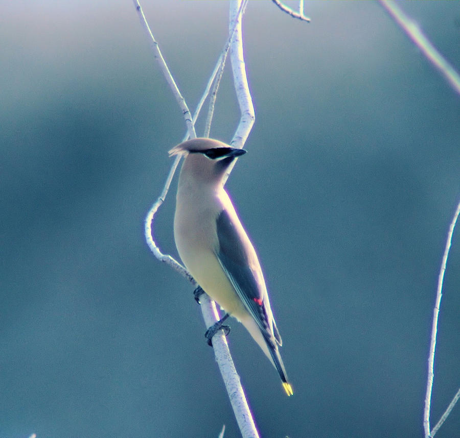 Spring Wax Wings Photograph By Jeff Swan Fine Art America
