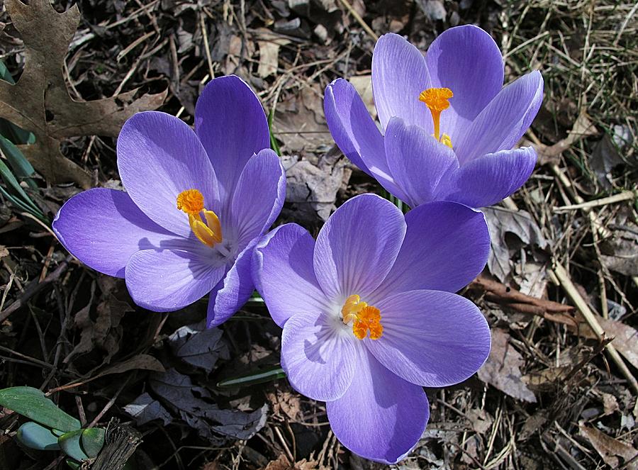 Springing Forth Photograph by Monnie Ryan - Fine Art America