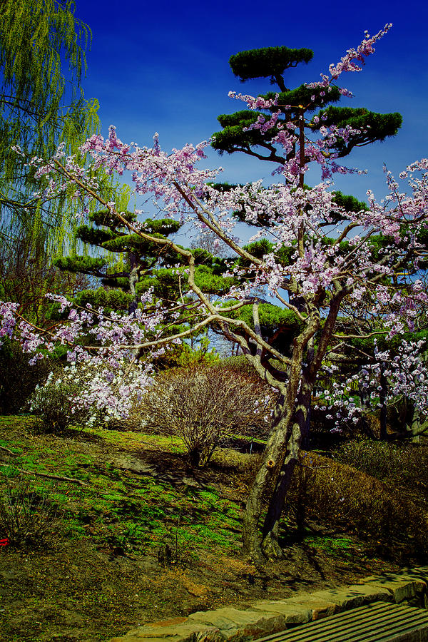 Springtime blooming tree Photograph by Robert Storost - Fine Art America
