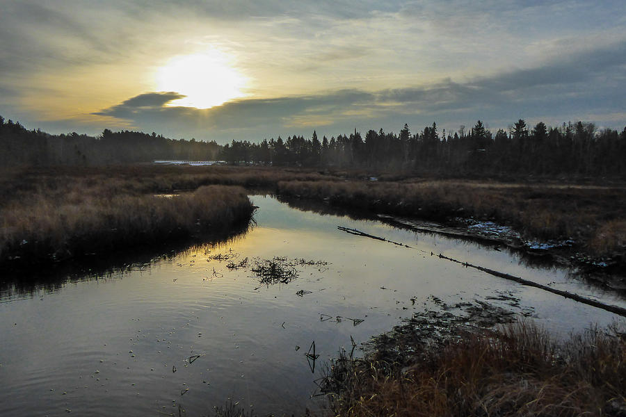 Spruce Bog Sunrise Photograph by Richard Kitchen | Fine Art America